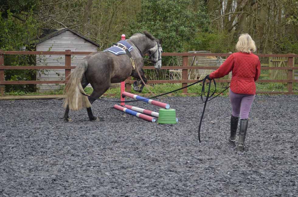 Long reining versus Single Line Lunging – Caroline's Horse Training