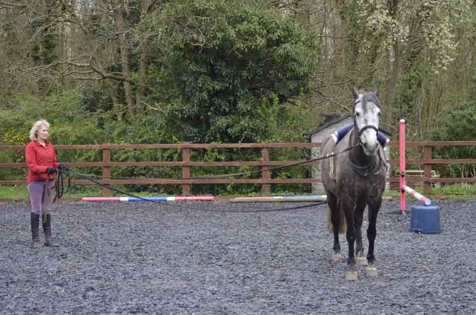 Long reining versus Single Line Lunging – Caroline's Horse Training