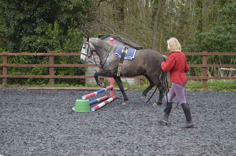 Long reining versus Single Line Lunging – Caroline's Horse Training